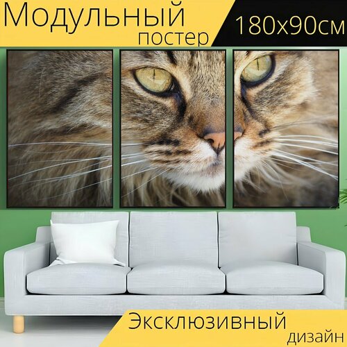 Модульный постер "Кошка, полосатый, лицо" 180 x 90 см. для интерьера