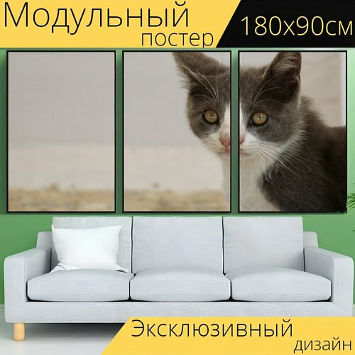 Модульный постер "Кот, закрывать, домашнее животное" 180 x 90 см. для интерьера