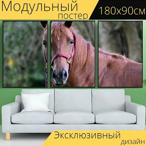 Модульный постер "Лошадь, браун, животное" 180 x 90 см. для интерьера