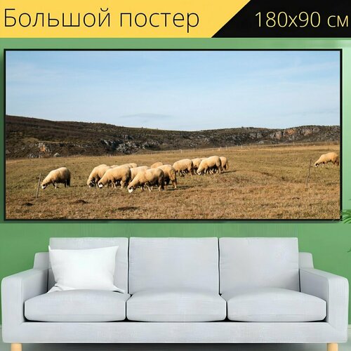 Большой постер "Природа, овец, шерсть" 180 x 90 см. для интерьера