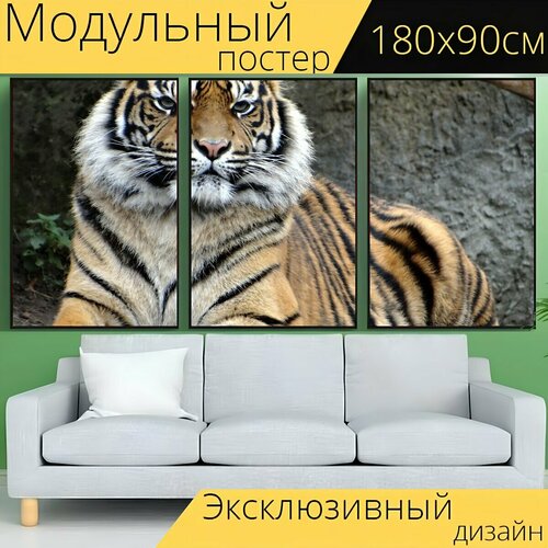 Модульный постер "Суматранский тигр, природа, хищник" 180 x 90 см. для интерьера