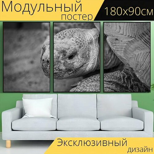 Модульный постер "Черепаха, животное, рептилия" 180 x 90 см. для интерьера