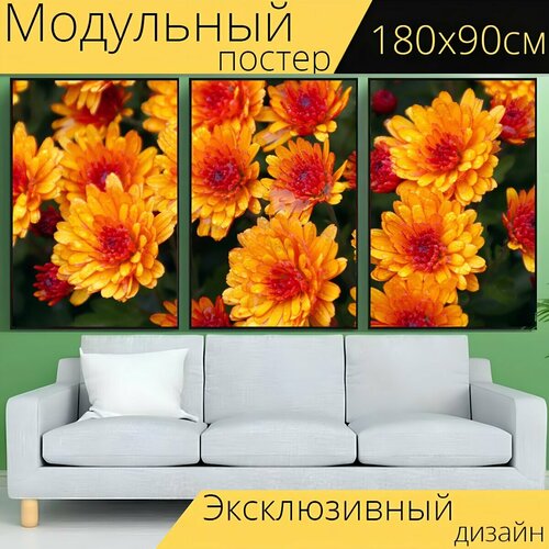 Модульный постер "Хризантемы, композиты, расцветает" 180 x 90 см. для интерьера