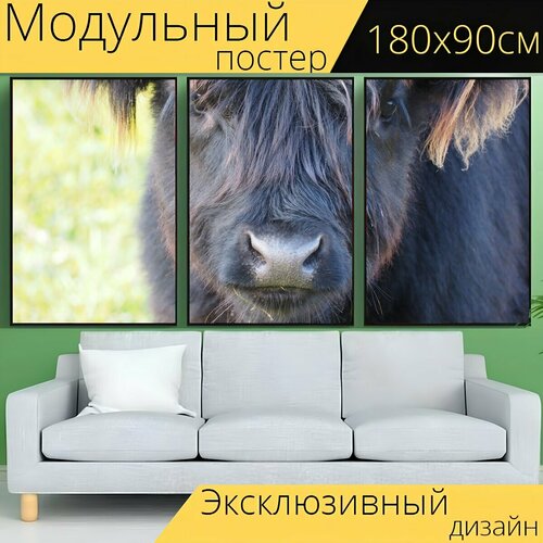 Модульный постер "Говядина, горный скот, шотландский высокогорный скот" 180 x 90 см. для интерьера