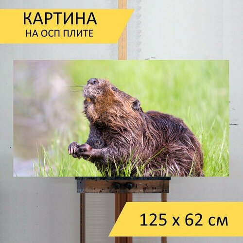 Картина на ОСП 125х62 см. "Бобр, пруд, дикая природа" горизонтальная, для интерьера, с креплениями