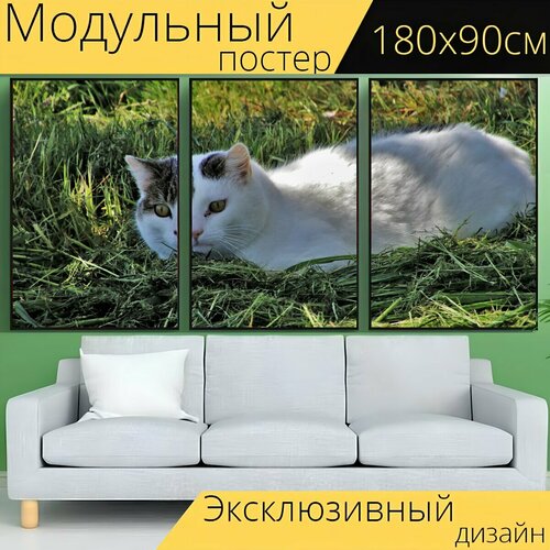 Модульный постер "Кошка, весна, поле" 180 x 90 см. для интерьера