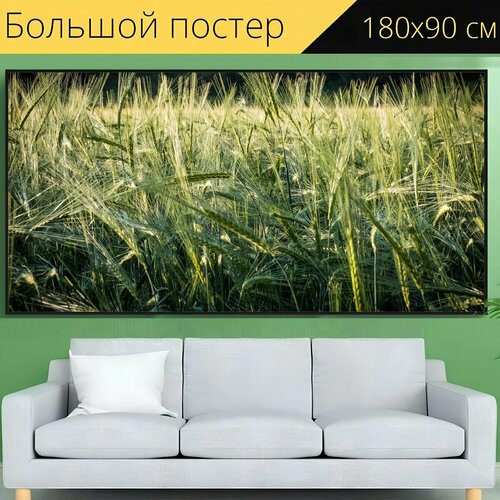 Большой постер "Ячмень, пшеница, луг" 180 x 90 см. для интерьера