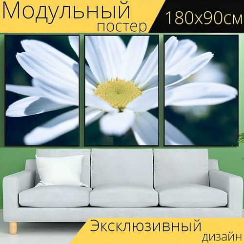 Модульный постер "Маргаритка, цветок, белый" 180 x 90 см. для интерьера
