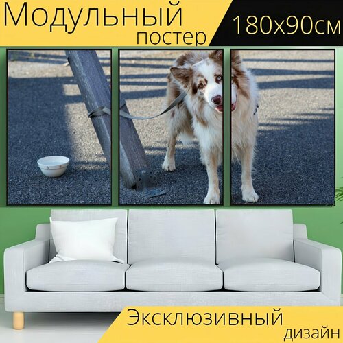 Модульный постер "Собака, доверчивая, животное" 180 x 90 см. для интерьера
