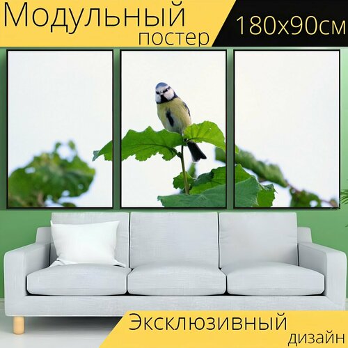 Модульный постер "Певчая птица, сад, лазоревка" 180 x 90 см. для интерьера