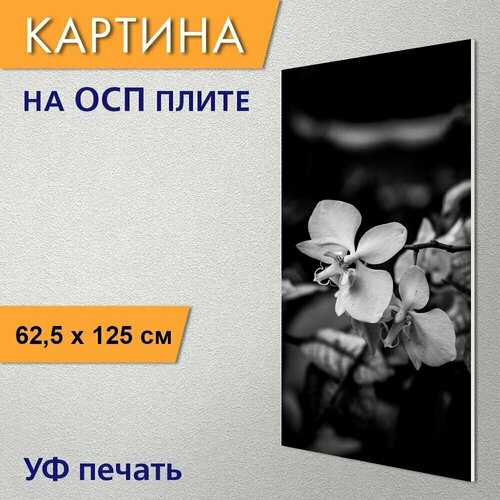 Вертикальная картина на ОСП "Цветок, орхидея, лепестки" 62x125 см. для интерьериа