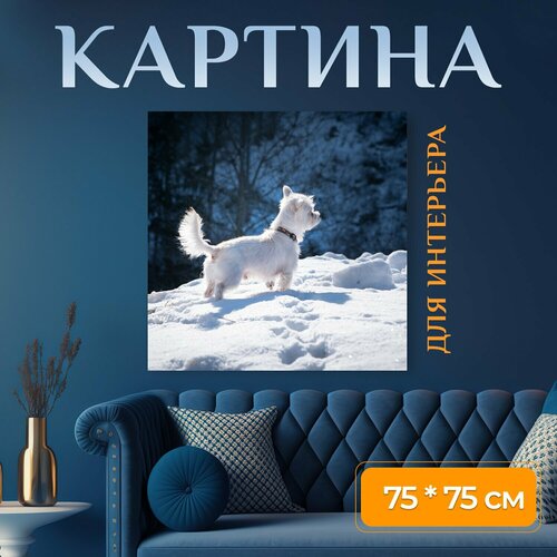 Картина на холсте "Собака, белый, снег" на подрамнике 75х75 см. для интерьера