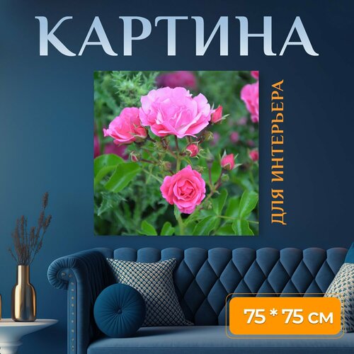 Картина на холсте "Розовый, бутон розы, сад" на подрамнике 75х75 см. для интерьера