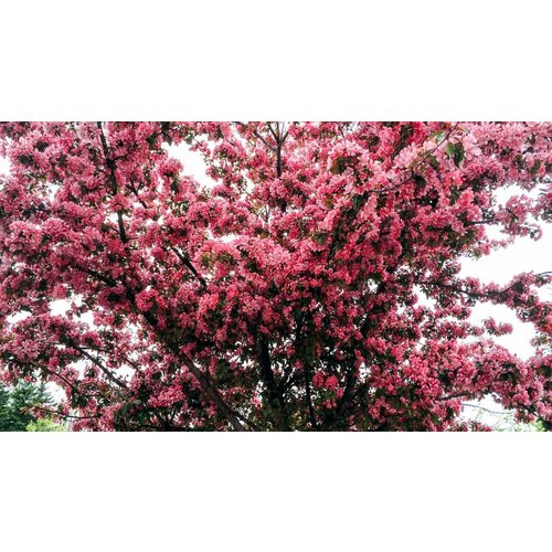 Картина на холсте 60x110 LinxOne "Дерево, вишня, цветение, весна" интерьерная для дома / на стену / на кухню / с подрамником