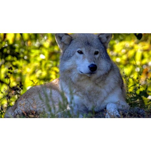 Картина на холсте 60x110 LinxOne "Животные волки хищник спокойствие" интерьерная для дома / на стену / на кухню / с подрамником