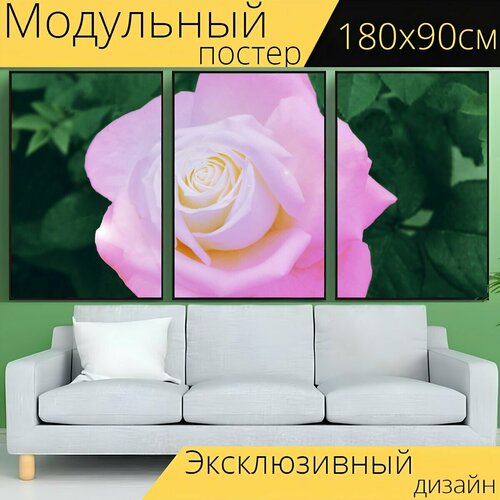 Модульный постер "Молоко розовый, роза, розовый" 180 x 90 см. для интерьера