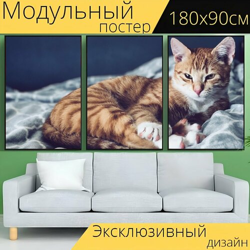 Модульный постер "Котенок, спальная комната, кошка" 180 x 90 см. для интерьера