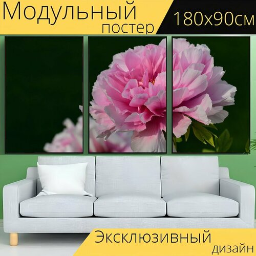Модульный постер "Пион, цвести, цветок" 180 x 90 см. для интерьера