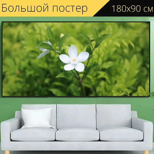 Большой постер "Белый, маргаритка, сад" 180 x 90 см. для интерьера