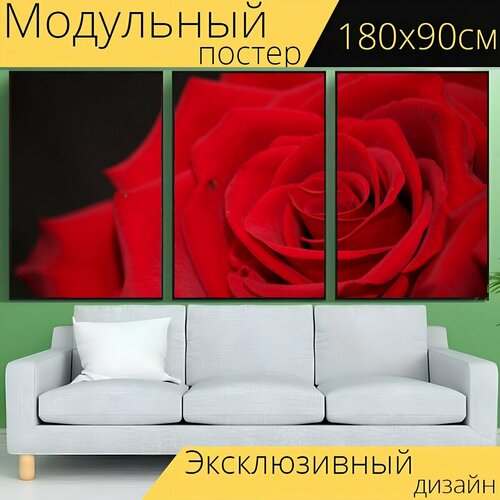 Модульный постер "Роза, цветок, лепестки" 180 x 90 см. для интерьера