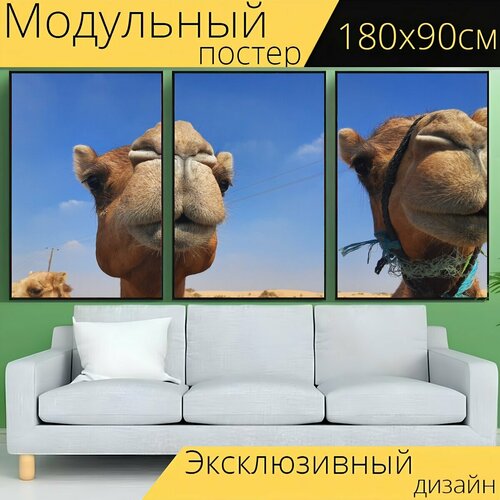 Модульный постер "Верблюды, пустыня, аравия" 180 x 90 см. для интерьера