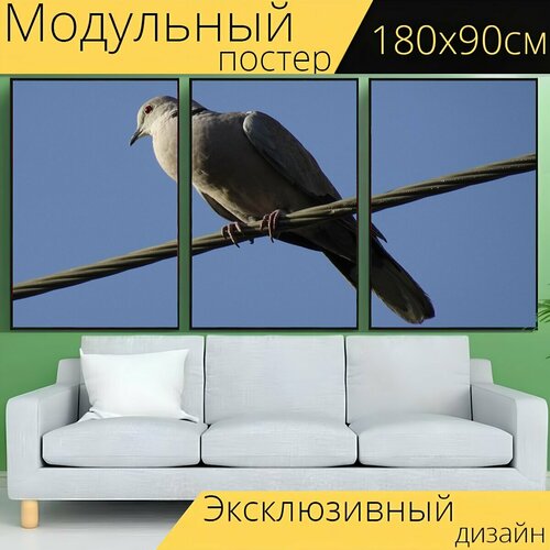 Модульный постер "Птица, голубь, евразийский голубь" 180 x 90 см. для интерьера