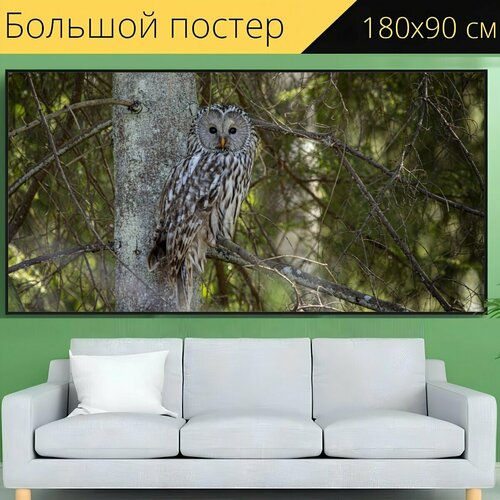 Большой постер "Уральская сова, сова, птица" 180 x 90 см. для интерьера