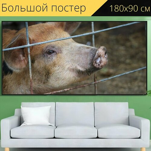 Большой постер "Свинья, животное, ферма" 180 x 90 см. для интерьера