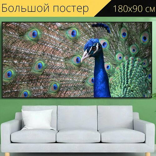 Большой постер "Павлин, птица, животное" 180 x 90 см. для интерьера