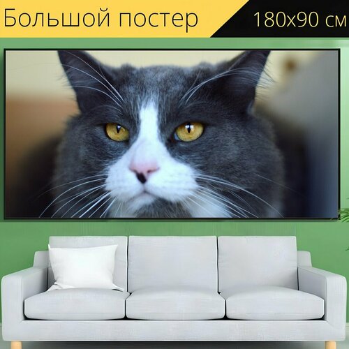 Большой постер "Лицо, кошка, домашний питомец" 180 x 90 см. для интерьера