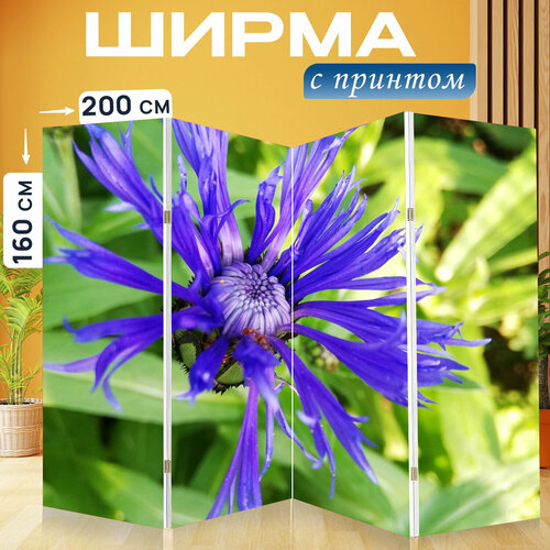 Ширма перегородка с принтом "Цветок, василек, синий" на холсте - 200x160 см. для зонирования, раскладная