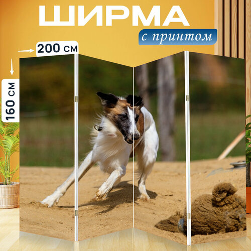 Ширма перегородка с принтом "Собака, борзая, домашнее животное" на холсте - 200x160 см. для зонирования, раскладная