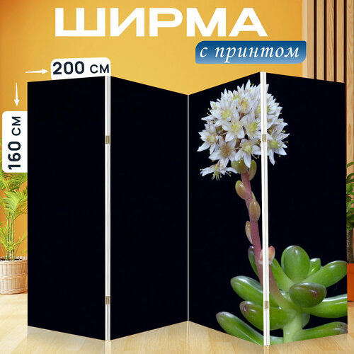 Ширма перегородка с принтом "Очиток, цветы, сочный" на холсте - 200x160 см. для зонирования, раскладная