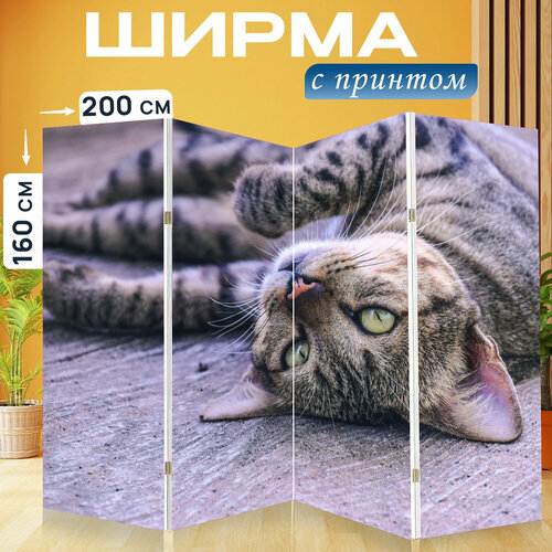 Ширма перегородка с принтом "Кот, домашний питомец, милый" на холсте - 200x160 см. для зонирования, раскладная