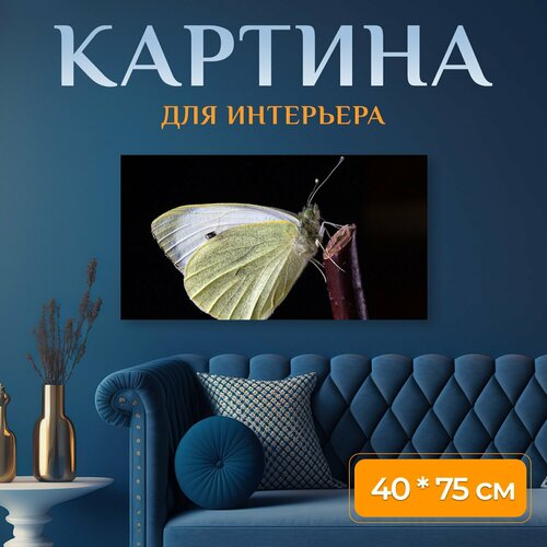 Картина на холсте "Бабочка, закрыть, макинтош" на подрамнике 75х40 см. для интерьера