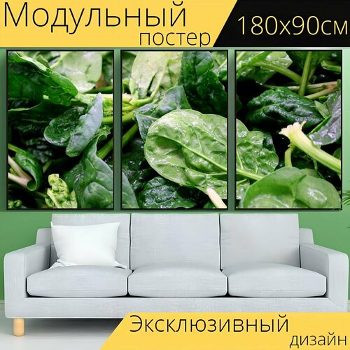 Модульный постер "Овощ, шпинат, органический" 180 x 90 см. для интерьера