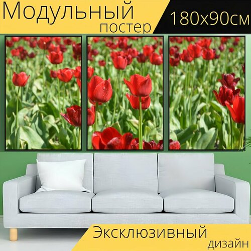 Модульный постер "Тюльпаны, культура тюльпанов, цветы" 180 x 90 см. для интерьера