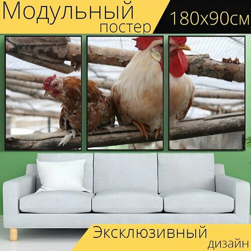 Модульный постер "Петух, курица, домашняя птица" 180 x 90 см. для интерьера