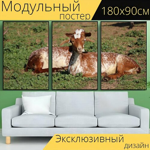 Модульный постер "Кабра, козел, животное" 180 x 90 см. для интерьера