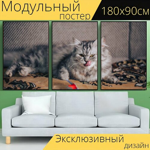 Модульный постер "Кошка, игривая, желтые глаза" 180 x 90 см. для интерьера