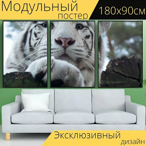 Модульный постер "Тигр, лапа, кот" 180 x 90 см. для интерьера