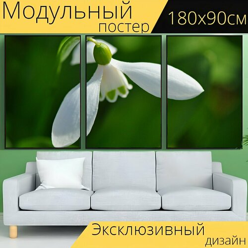 Модульный постер "Подснежник, цветок, весна" 180 x 90 см. для интерьера