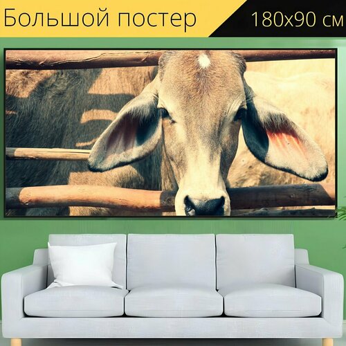 Большой постер "Корова, животное, баффало" 180 x 90 см. для интерьера