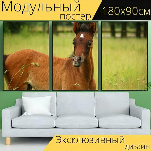 Модульный постер "Лошадь, жеребенок, коричневая плесень" 180 x 90 см. для интерьера