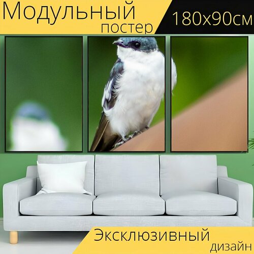 Модульный постер "Глотать, птица, сидя" 180 x 90 см. для интерьера