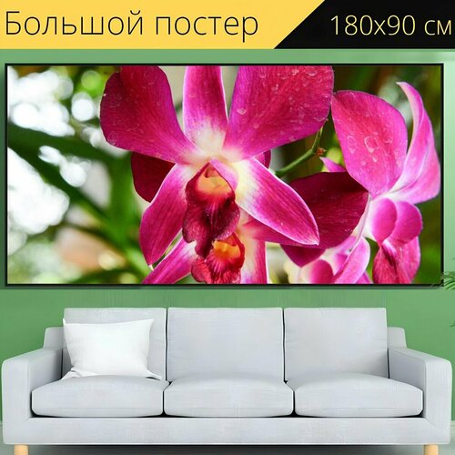 Большой постер "Орхидея, цветы, завод" 180 x 90 см. для интерьера