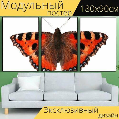 Модульный постер "Изолированные бабочки, бабочка, бабочка изолирована" 180 x 90 см. для интерьера