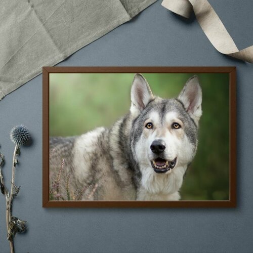 Постер "Волчья собака" формат А4 из коллекции "Животные"