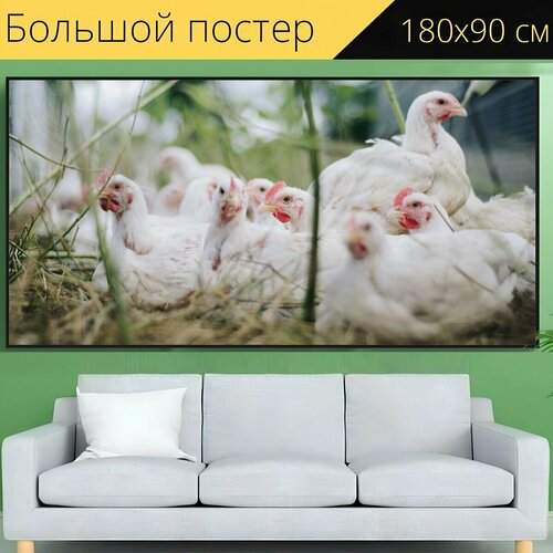 Большой постер "Курица, птица, домашняя птица" 180 x 90 см. для интерьера