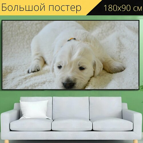 Большой постер "Золотой ретривер щенок, молодая собака, щенок три недели" 180 x 90 см. для интерьера